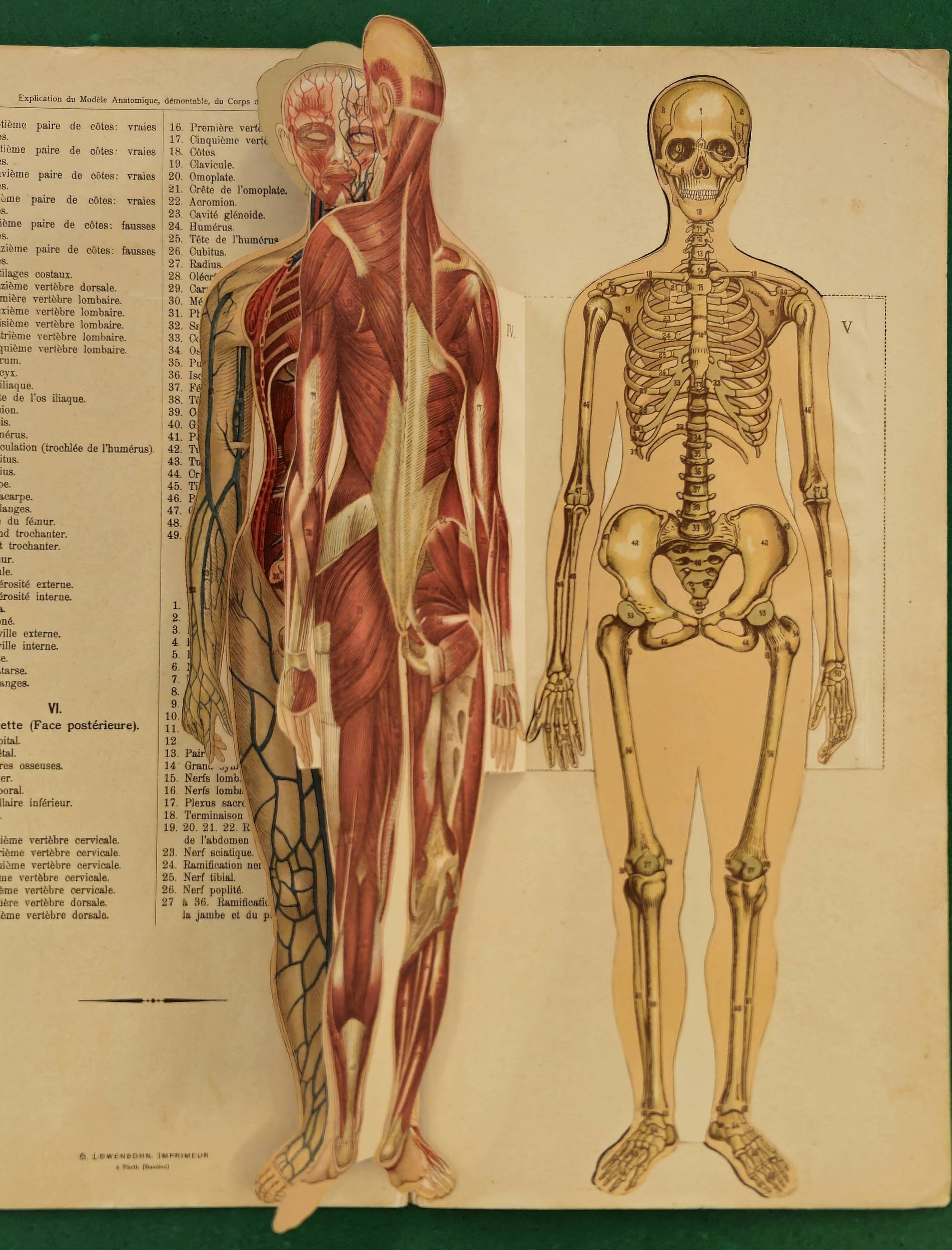 L’Original de la semaine : Le corps humain, anatomie de la femme ...