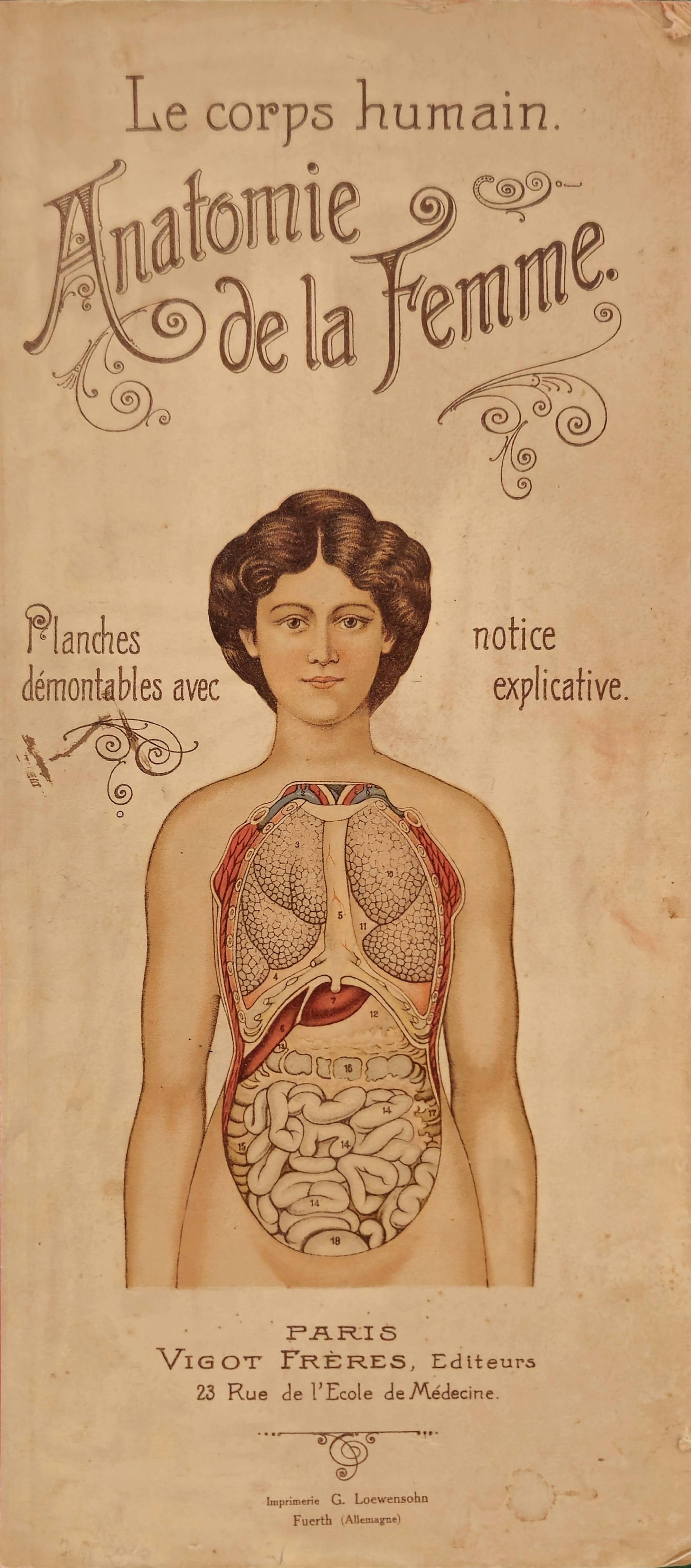Anatomie Humaine Organes De La Femme Systèmes Et Appareils Du Corps